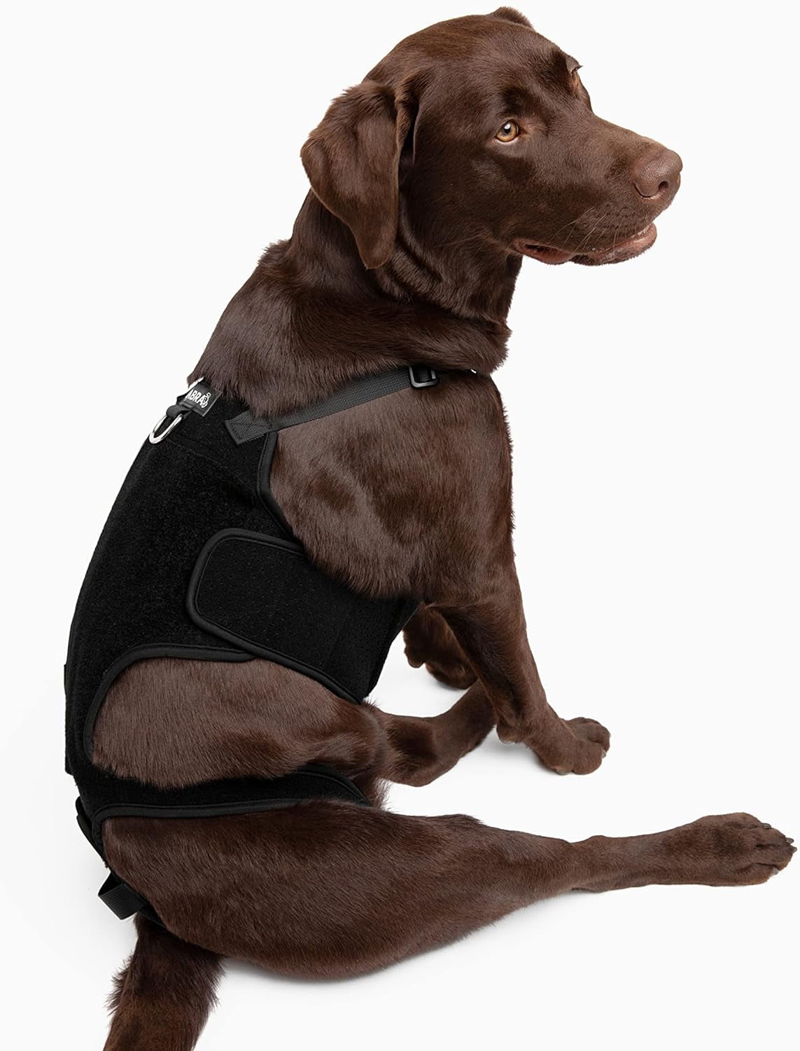 Labra Dog Canine K9 Back Brace - IVDD Spine Pain & Spinal Injury ...