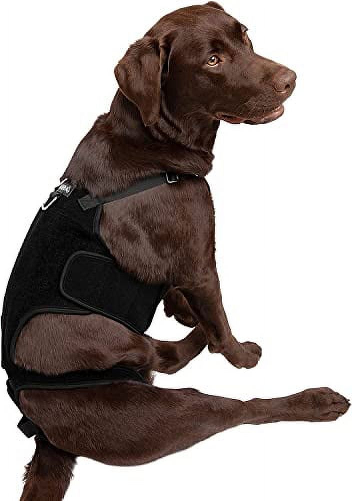 Labra Dog Canine K9 Back Brace - IVDD Spine Pain & Spinal Injury ...