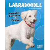 Labradoodle: Labrador Retrievers Meet Poodles! - Walmart.com