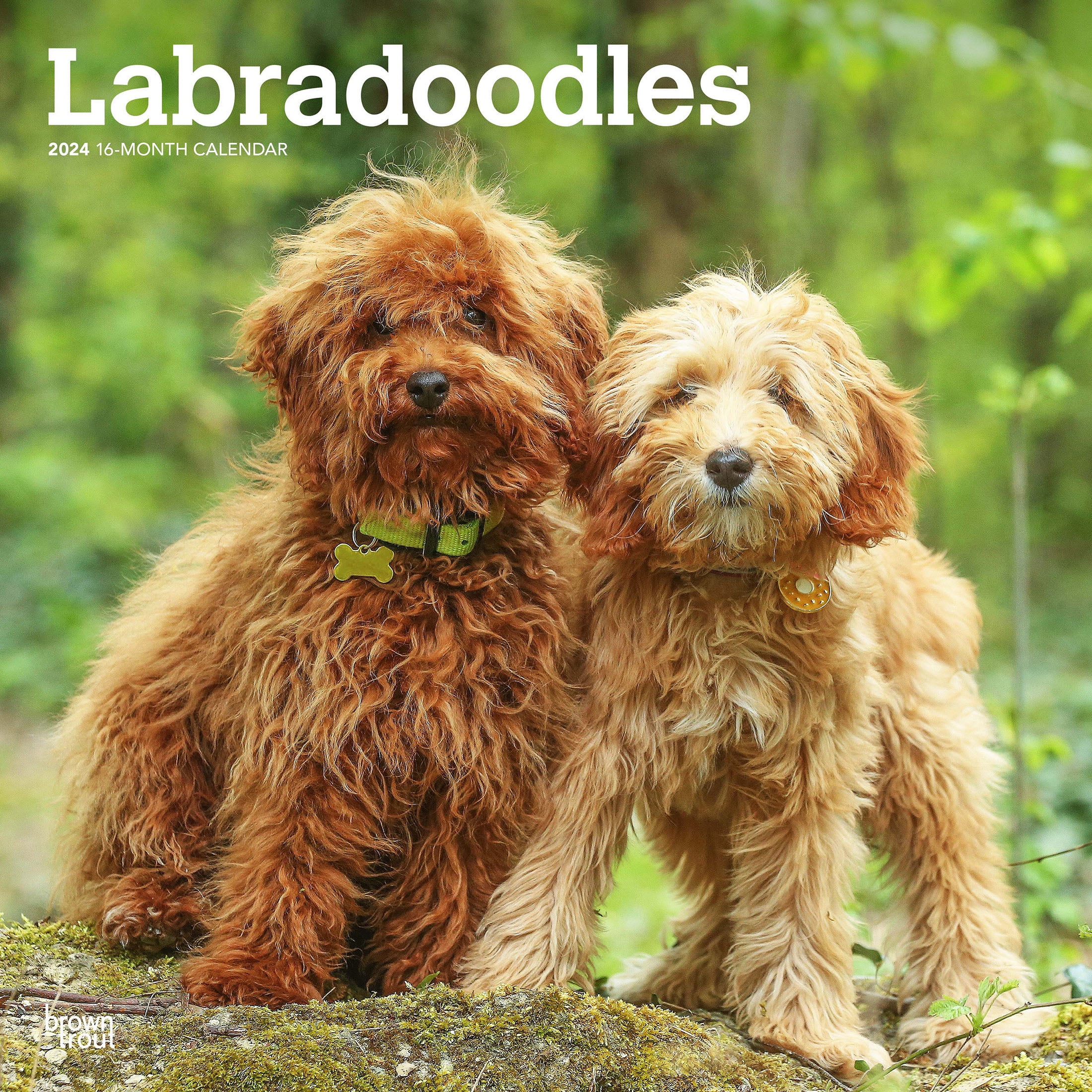 Labradoodles | 2024 12x24" (Hanging) Square Wall Calendar | BrownTrout ...