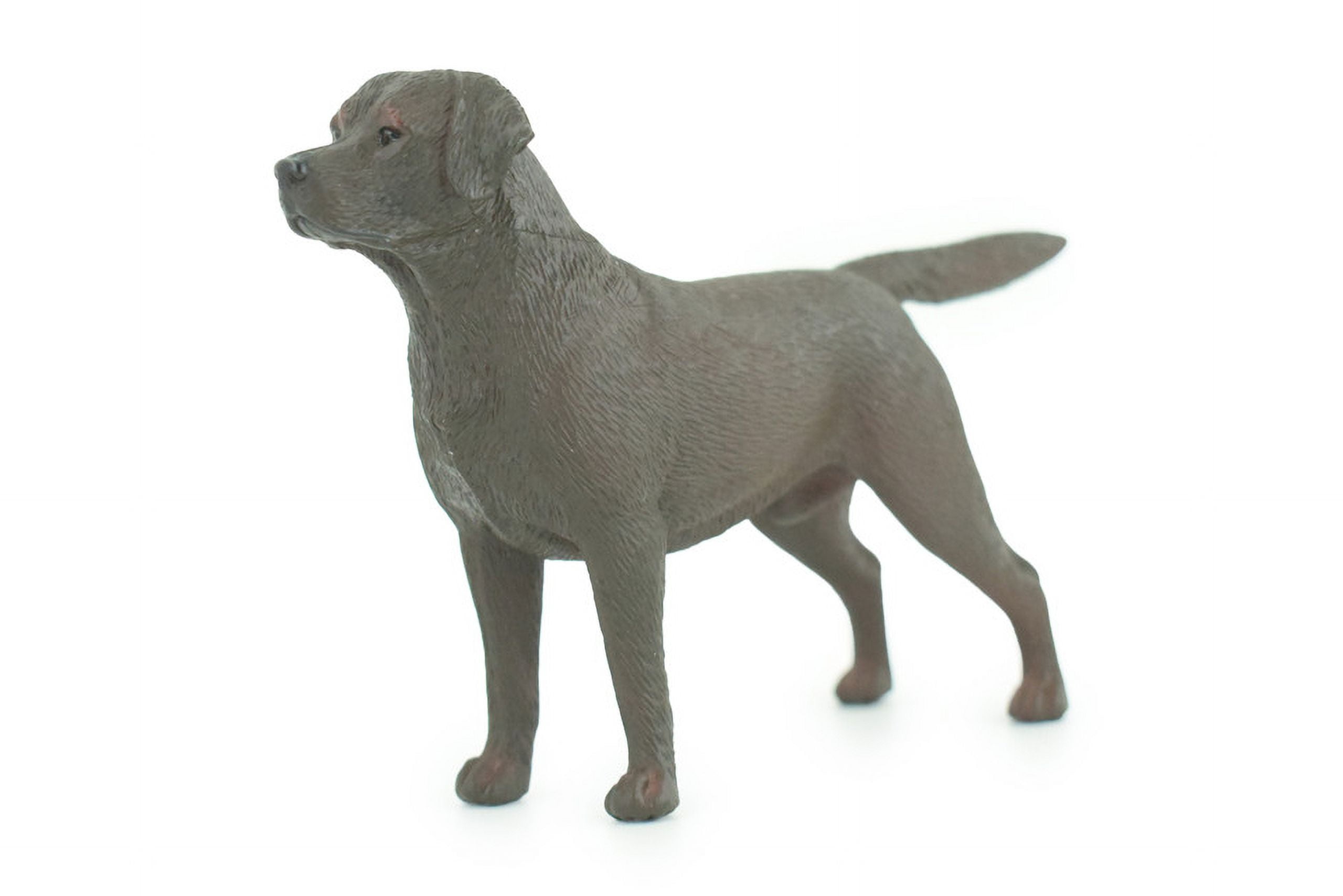 Labrador Dog, Chocolate Lab, Hand Painted, Educational, Museum Quality ...