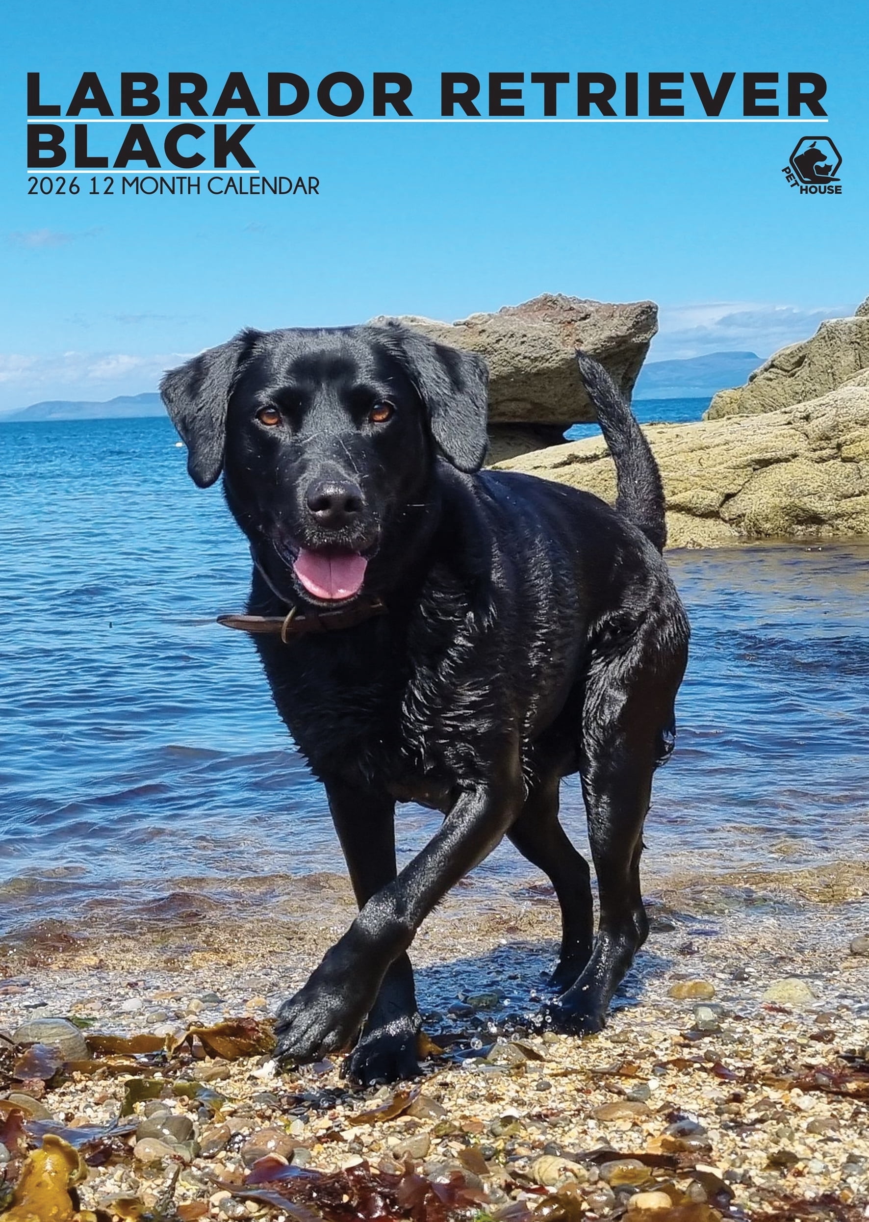 Labrador Retriever Black Calendar 2026 – Celebrate the Elegance of ...