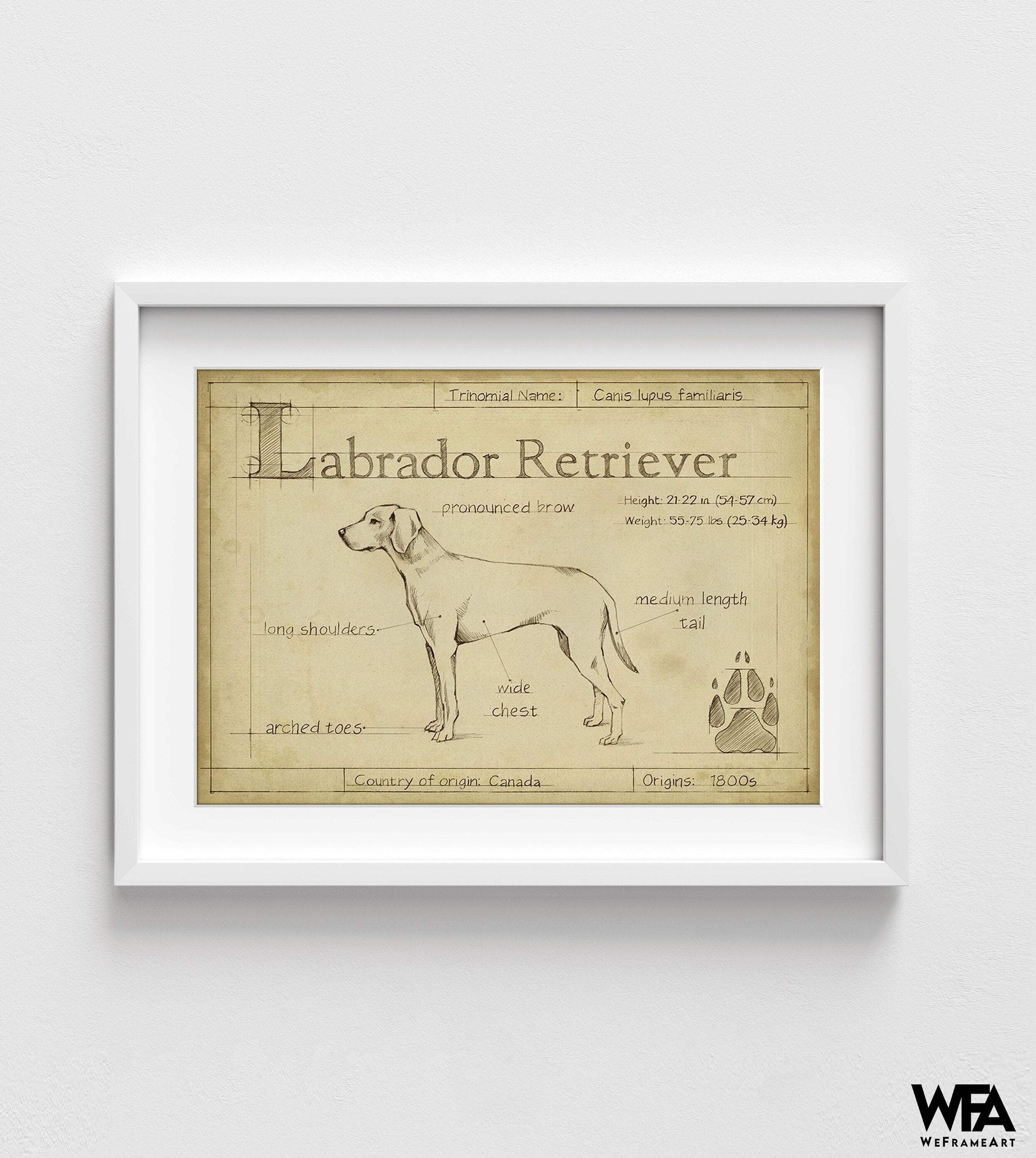 Labrador Retriever Poster Print, Framed Doggo Wall Art, Large Doggo ...