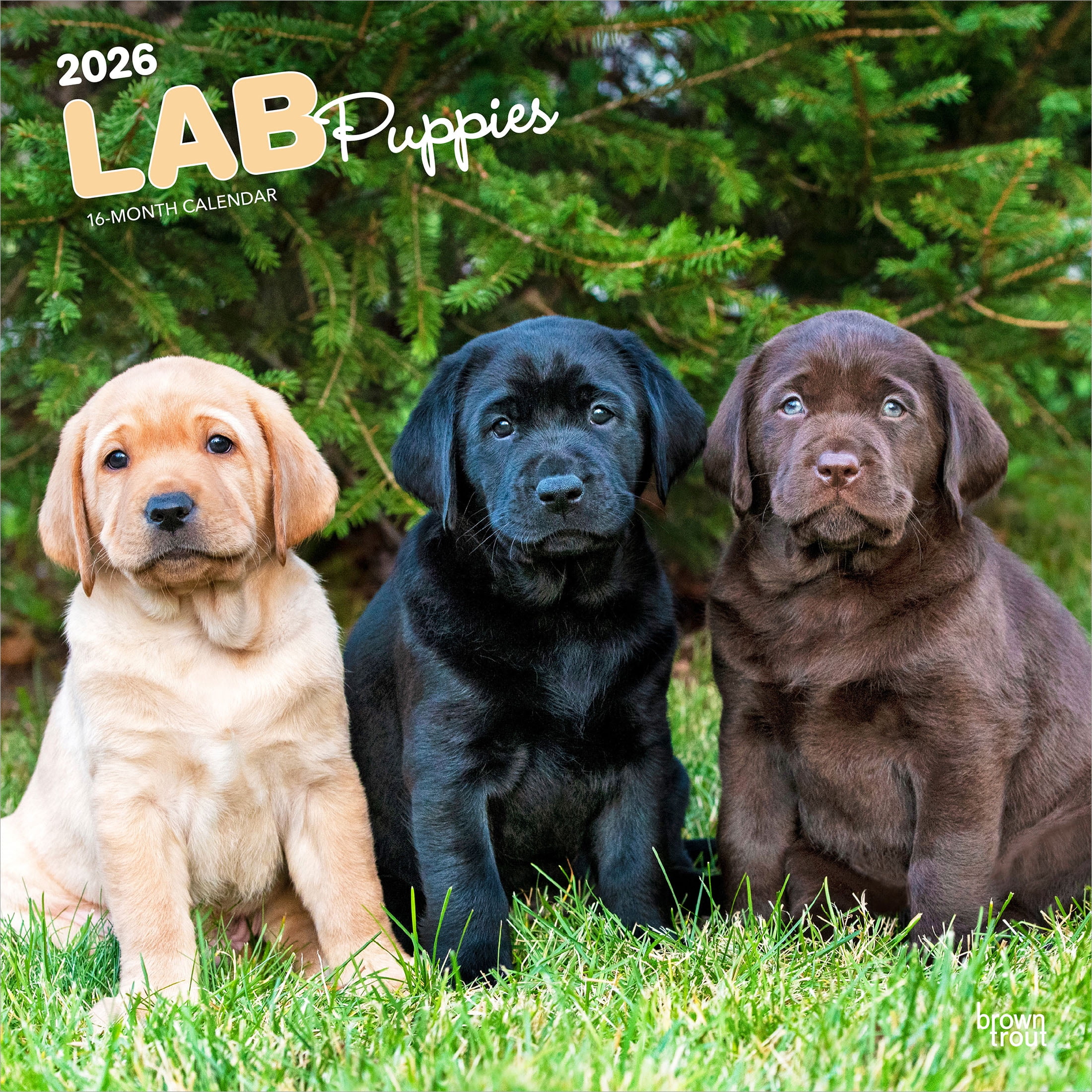 Labrador Retriever Puppies | 2026 12x24" (Hanging) Wall Calendar ...