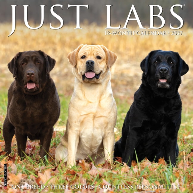 Labs 2027 12 X 12 Wall Calendar, (Paperback) - Walmart.com
