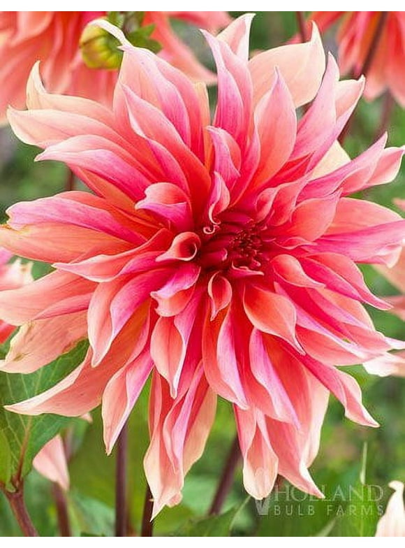 Dahlia Bulbs in Plant Bulbs - Walmart.com