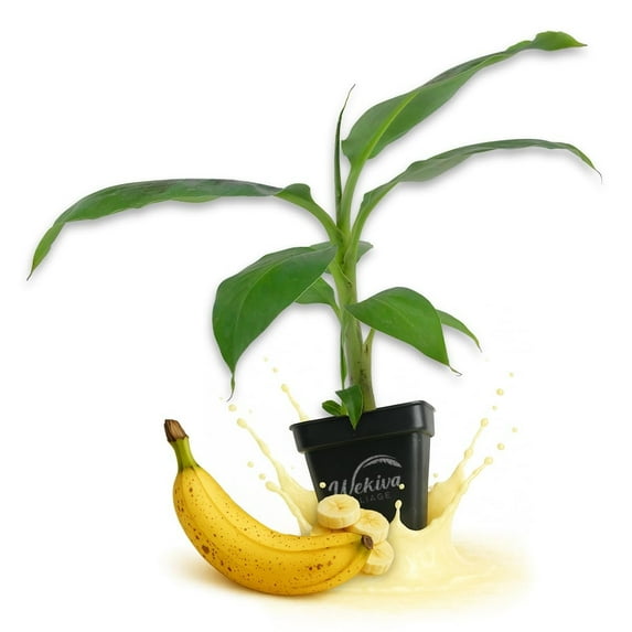 Lacatan Banana Tree - 4 Live Plants in 3 Inch Growers Pots - Musa ...