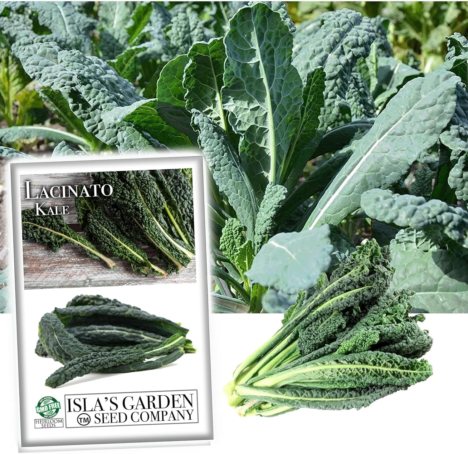 Lacinato Kale Seeds - 500+ Heirloom Non-GMO Seeds for Planting, (Isla's ...