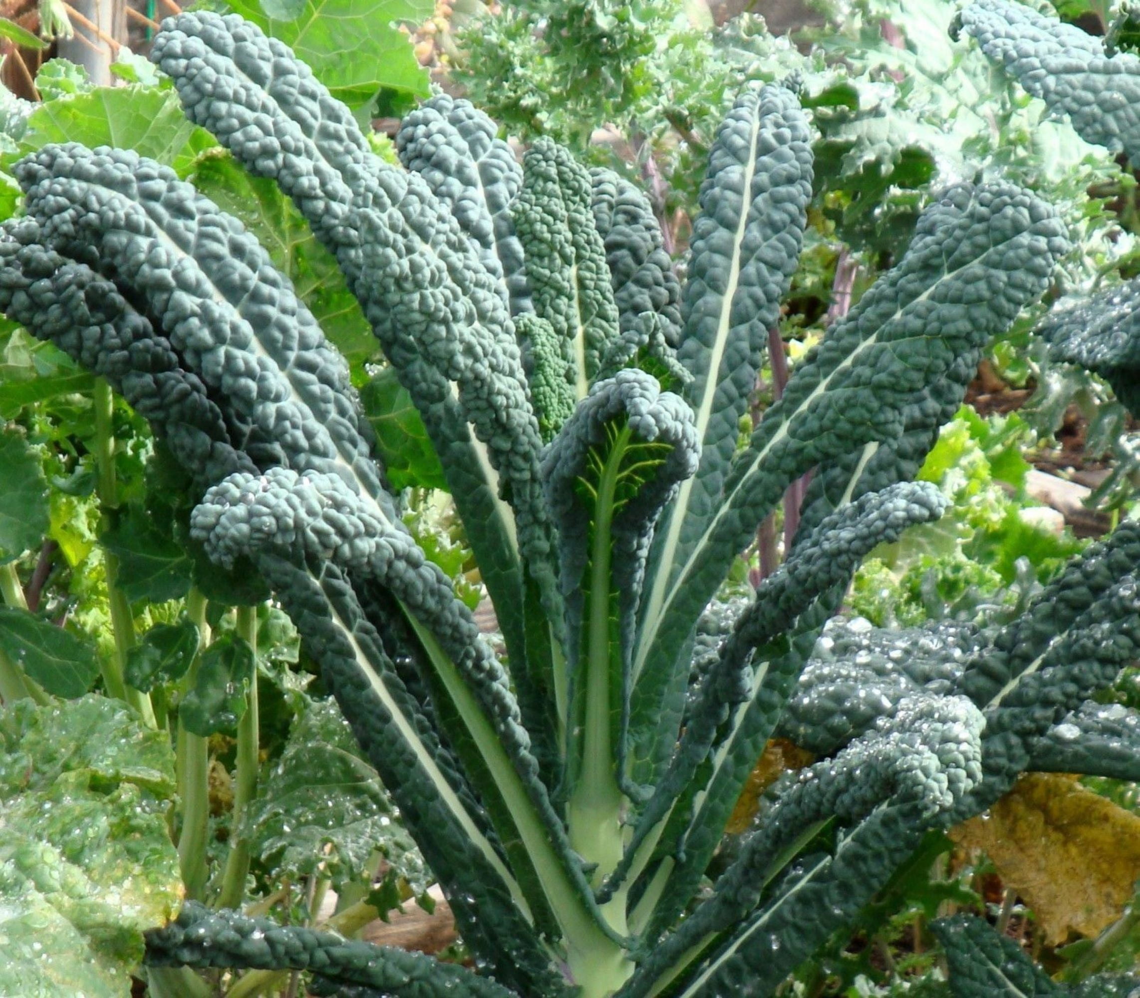 Lacinato Kale Seeds/ Annual/ Full Sun/2000 Seeds 1/4 oz/ Zellajake Farm ...
