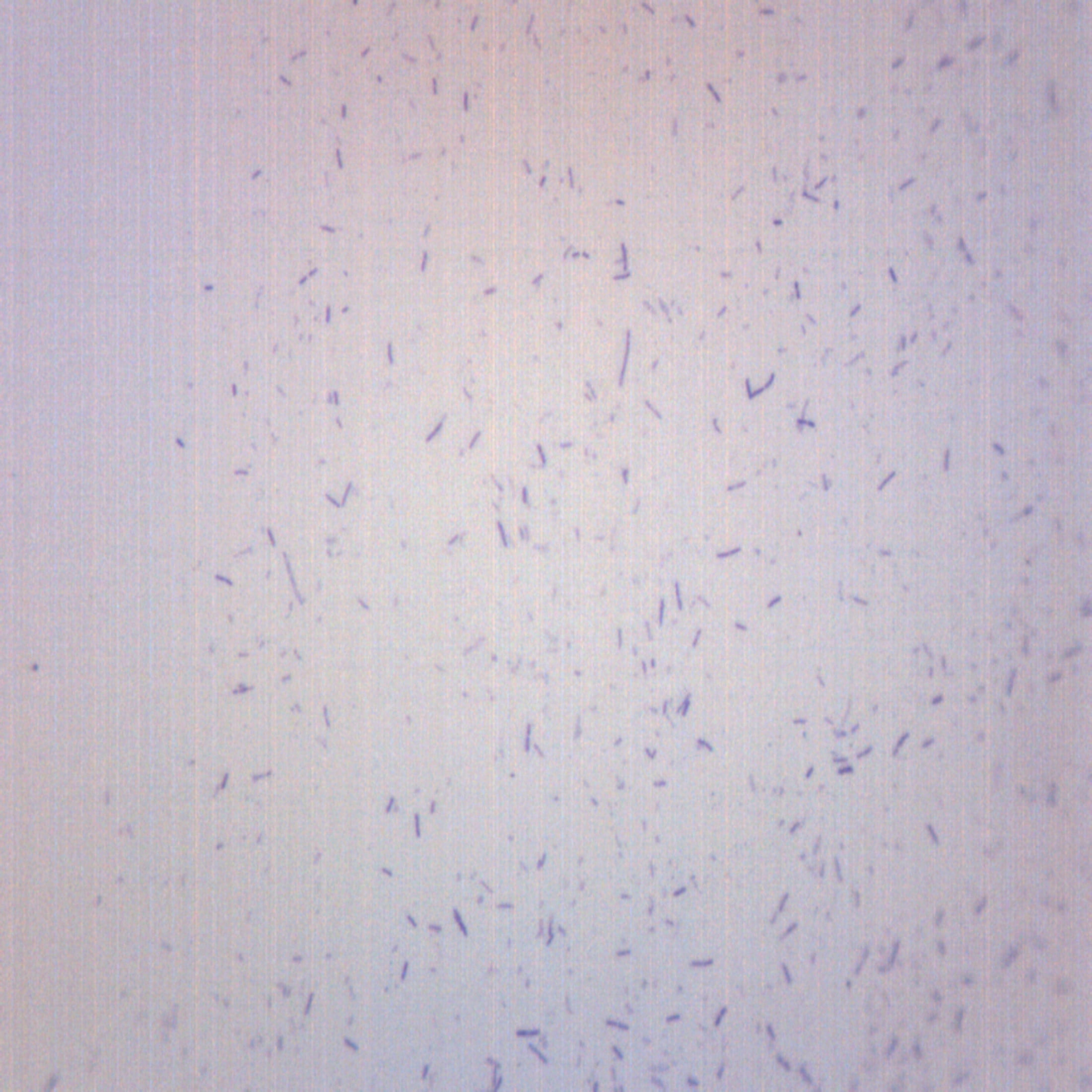 Lactobacillus Acidophilus, Gram Positive - Prepared Microscope Slide ...