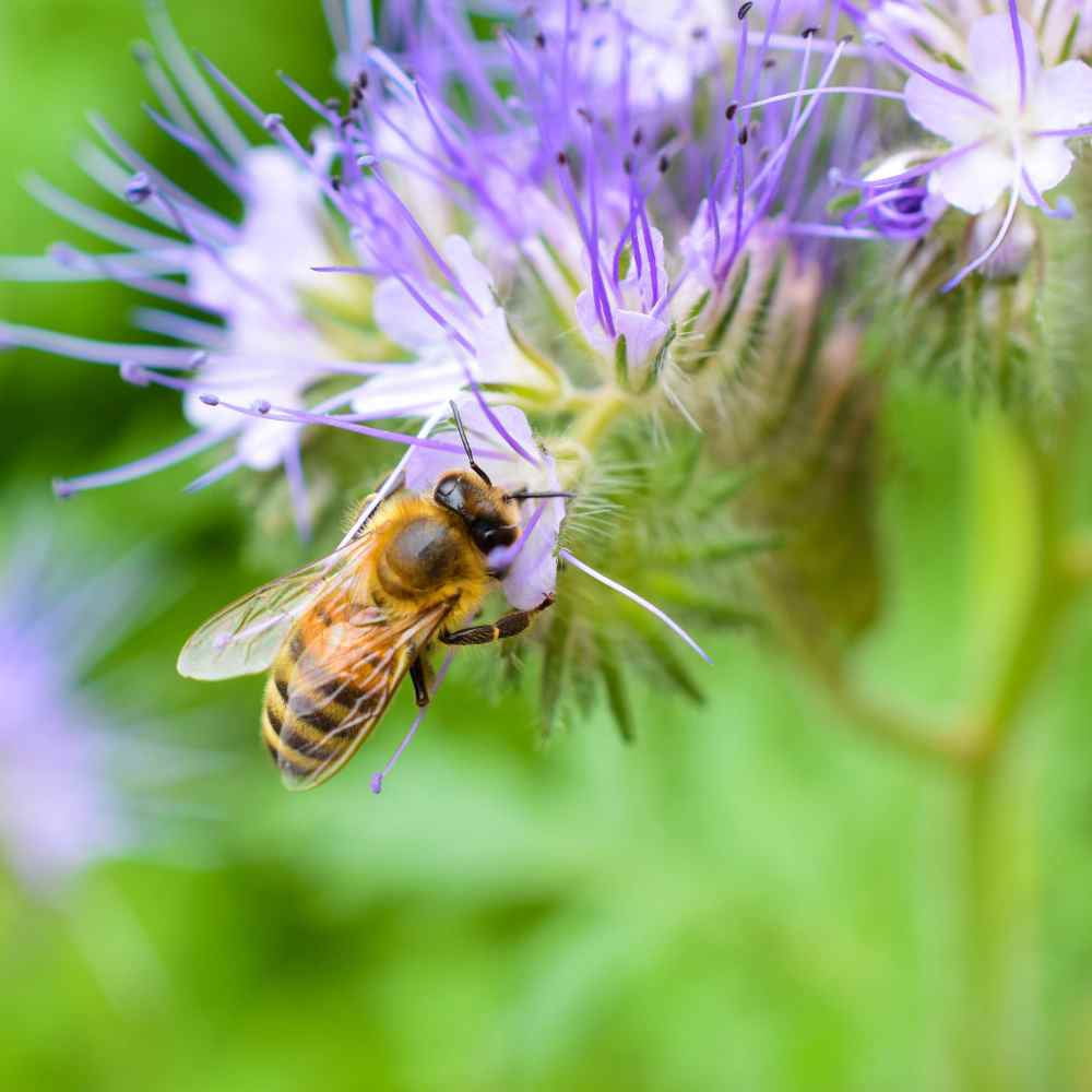 Lacy Phacelia Seeds - Phacelia Tanacetifolia Wildflower Seed - 5 LBS ...