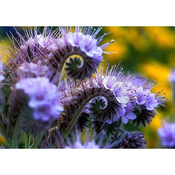 Lacy Phacelia Wildflower Seeds - 250 Seeds - Easy to Grow - Walmart.com