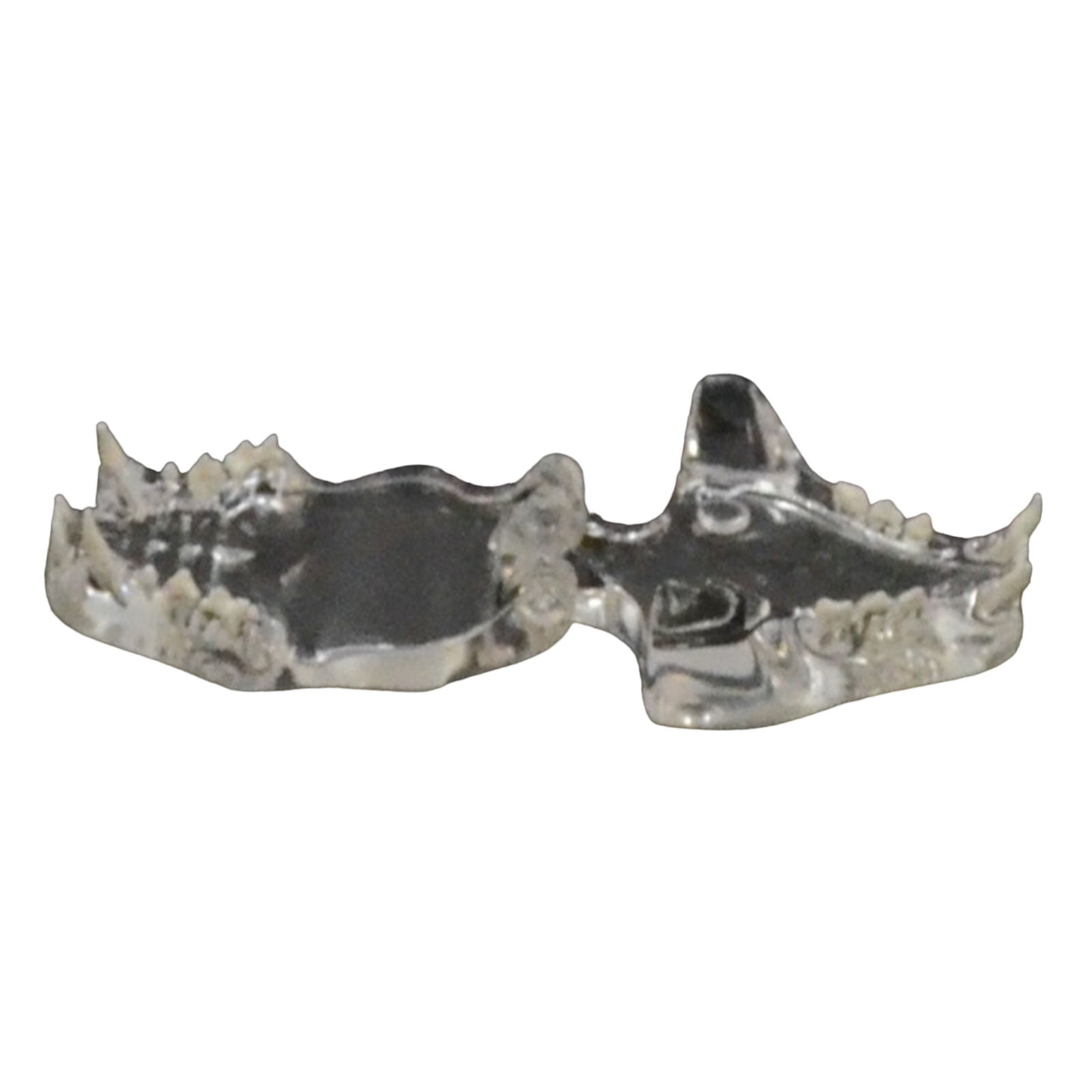 Ladaidra Brown fhgksm Clear Cats Teeth Model Pet Cats Teeth Anatomical ...