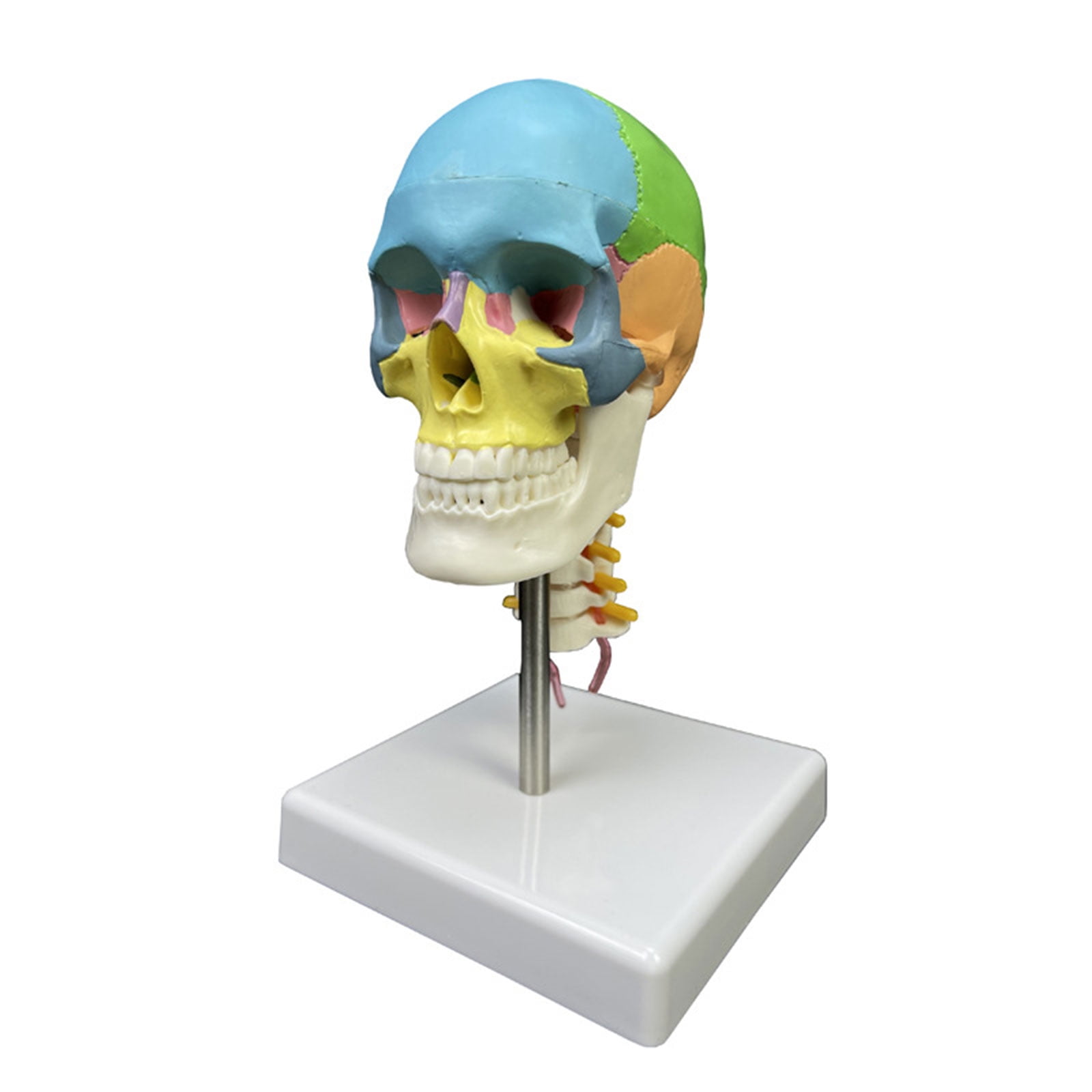 Ladaidra Brown fhgksm Human Colored Skull Model with Cervical Vertebra ...