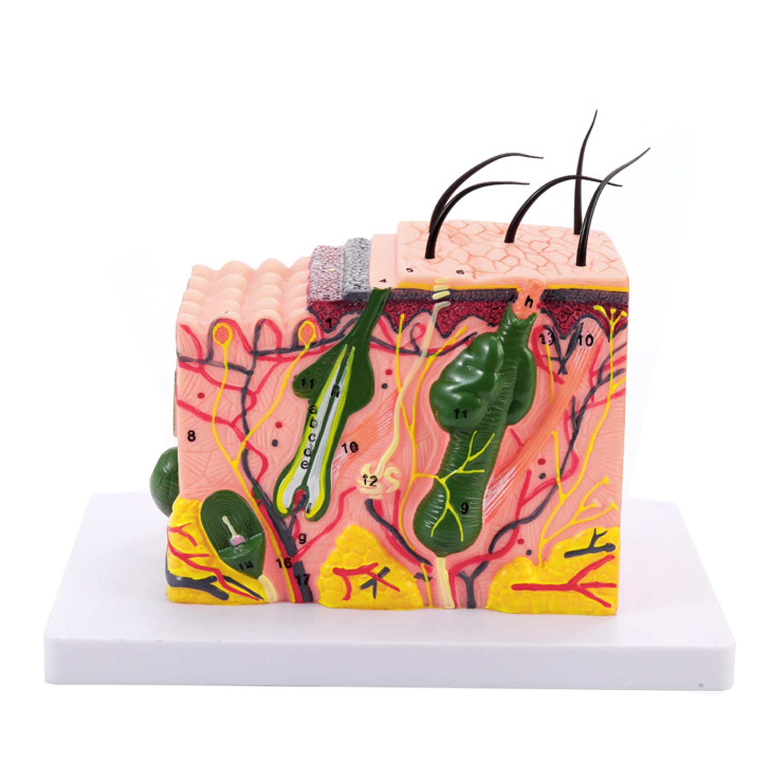 Ladaidra Brown fhgksm Human Skin Model 35/50/70/85X Enlarged Skin ...