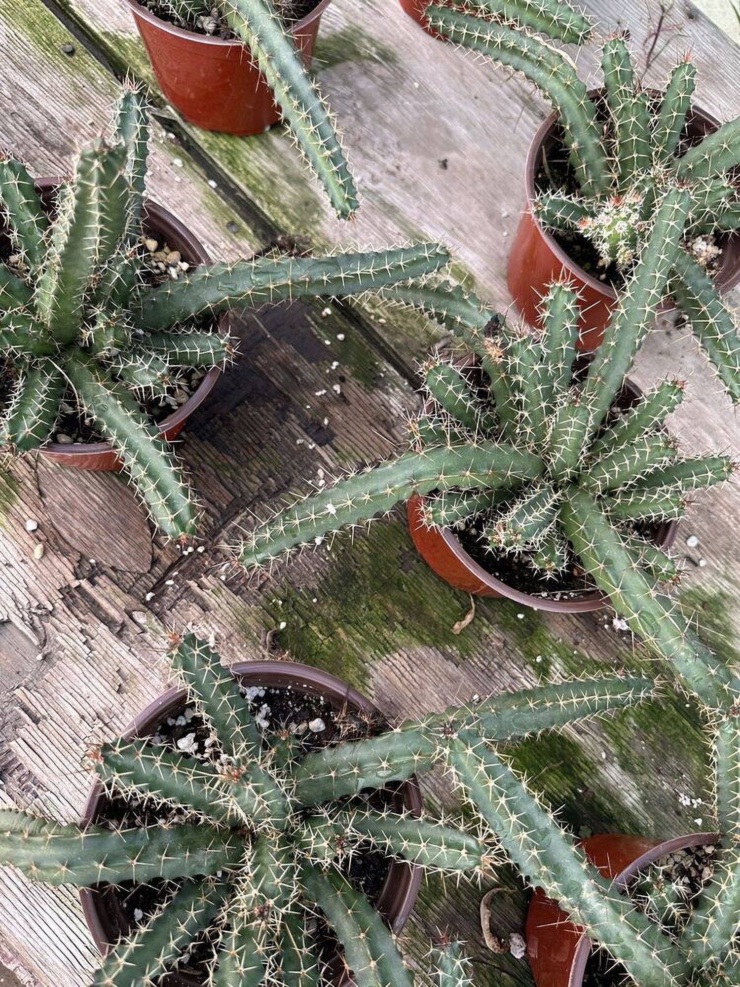 Lady Finger Cactus, Fully Rooted, Echinocereus Pentalophus, Prickly ...