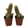 Lady Fingers Cactus - Mammillaria Elongata - 2 Pack in 2" Pots ...