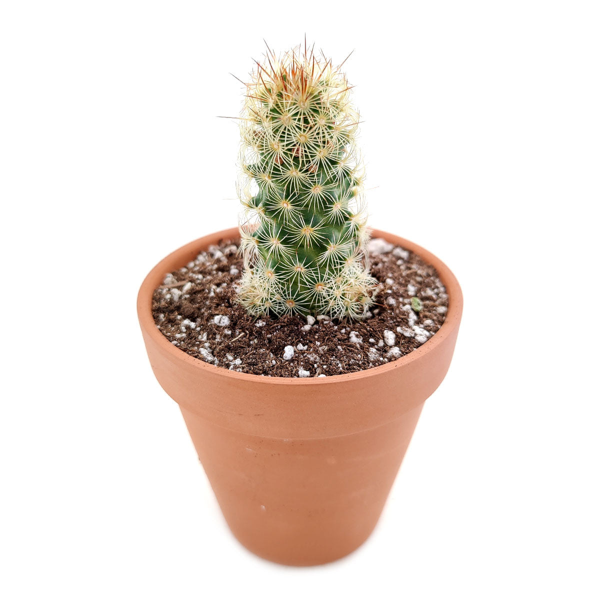 Lady Fingers Cactus Mammillaria Elongata (4"+ Clay Pot) - Tiny, Lovely ...