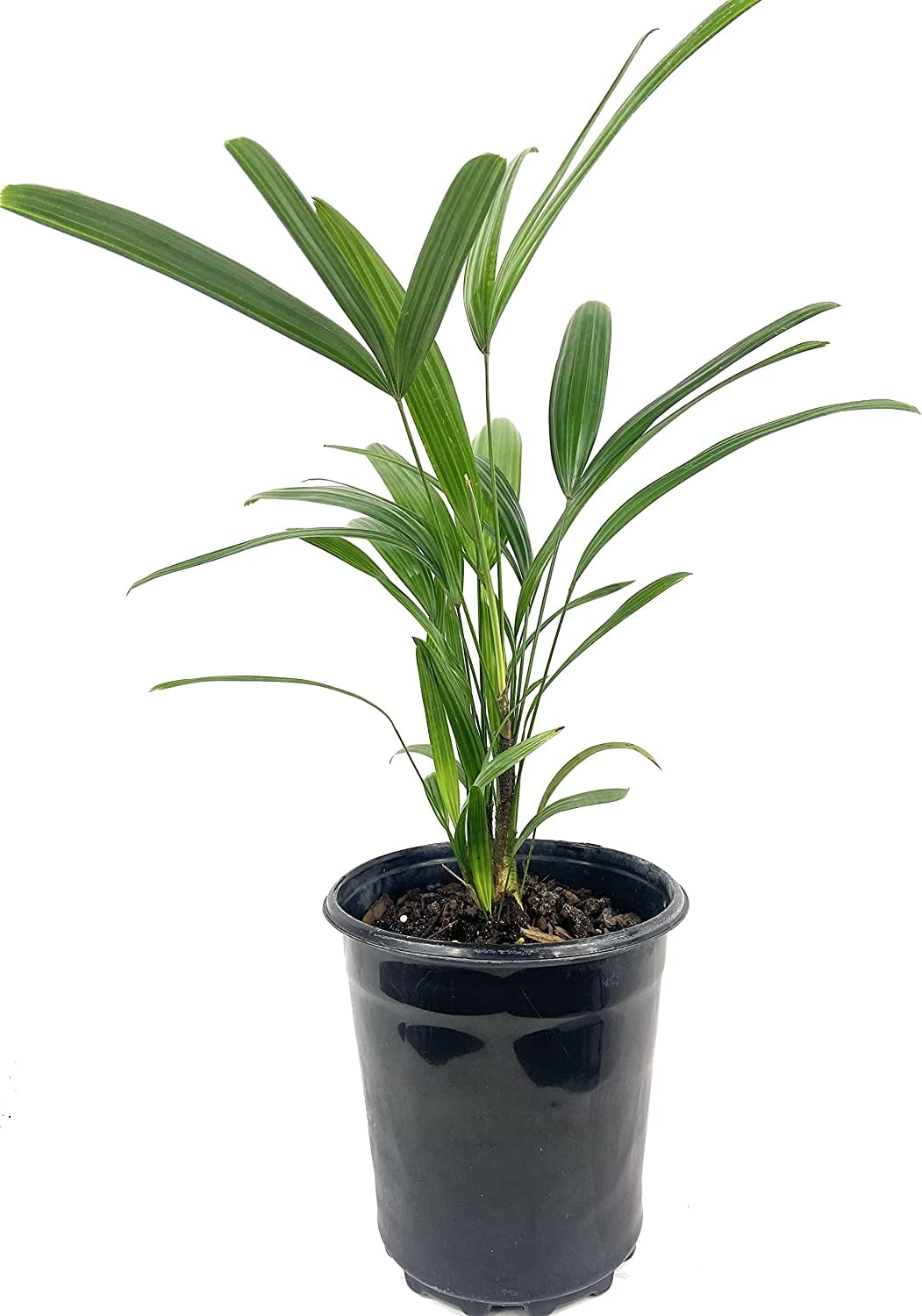 Lady Palm - 5 Live Plants in 6 Inch Growers Pots - Rhapis Excelsa ...