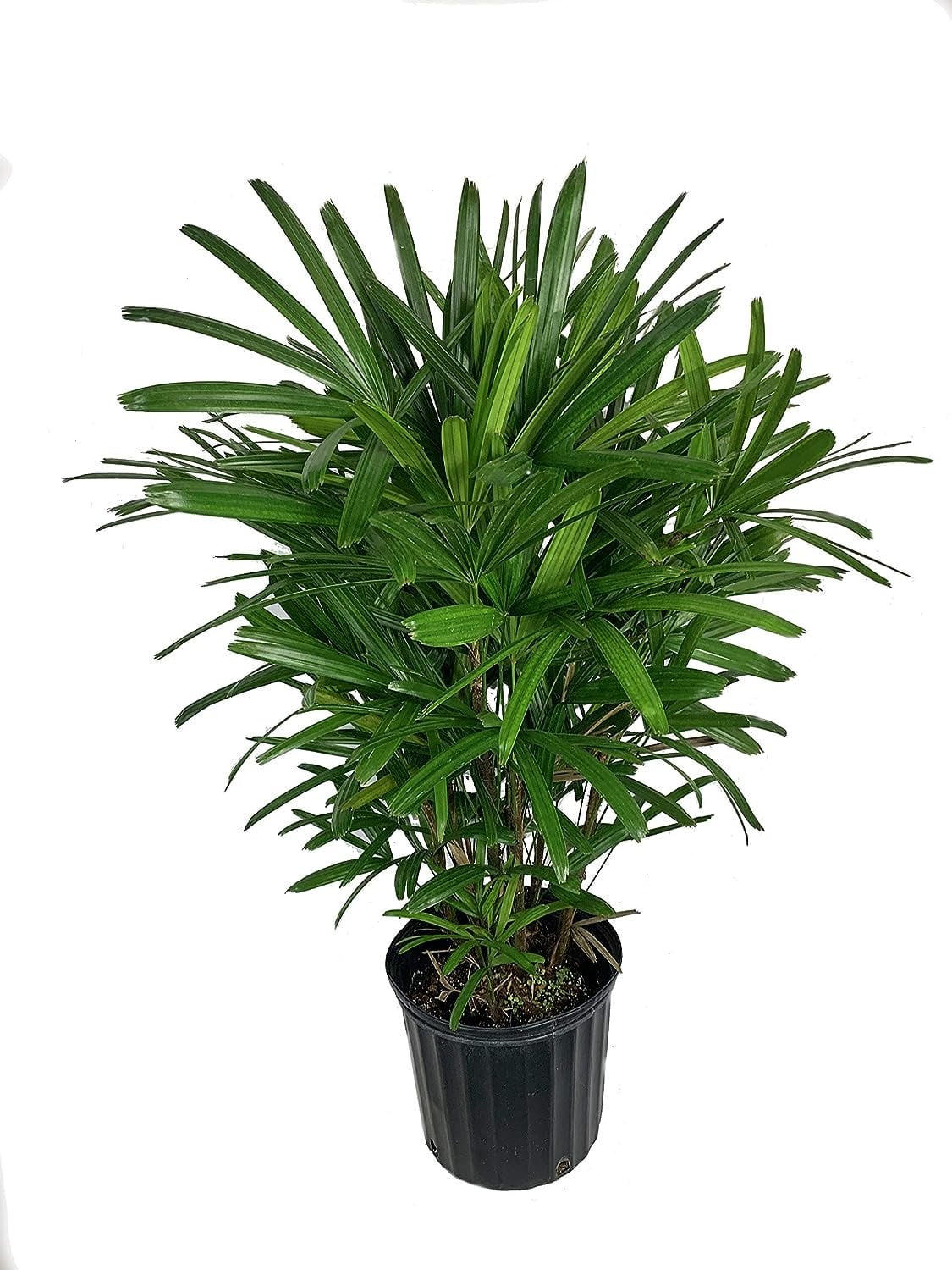 Lady Palm - Live Plant in a 10 Inch Growers Pot - Rhapis Excelsa ...