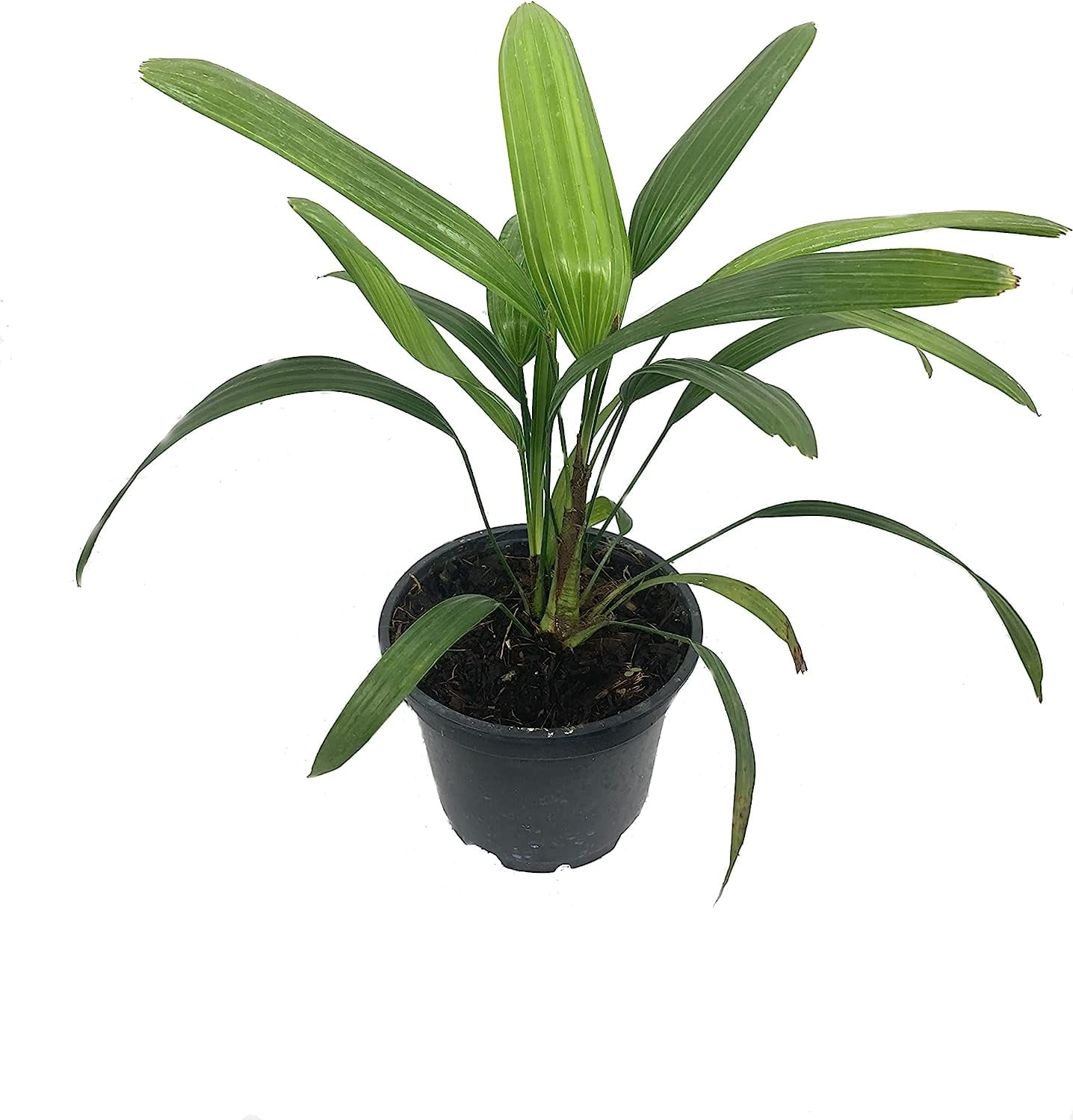 Lady Palm - Live Plant in a 4 Inch Growers Pot - Rhapis Excelsa ...