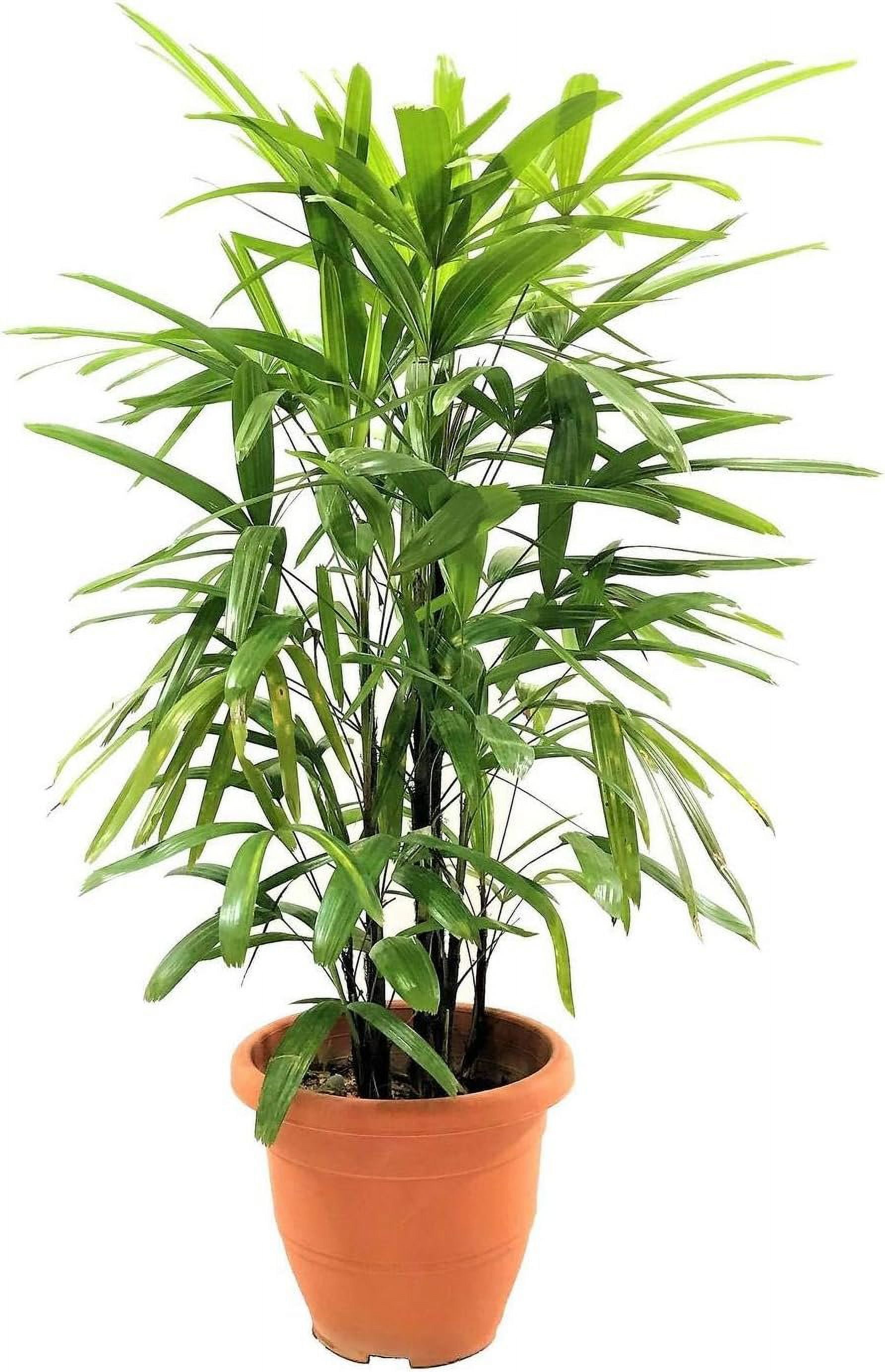 Lady Palm - Live Plant in an 8 Inch Growers Pot - Rhapis Excelsa ...
