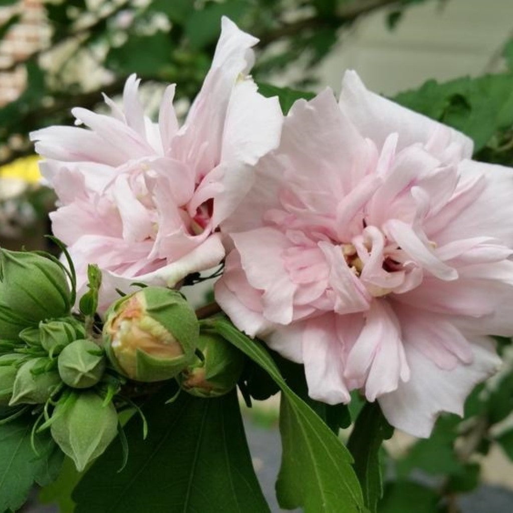 Lady Stanley Althea Double Pink 1 Gallon Potted - Walmart.com