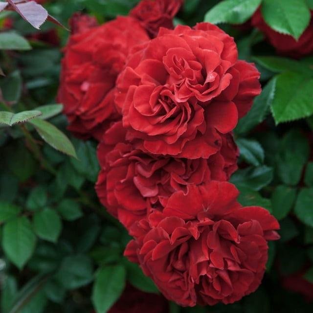 Lady in Red Dormant Bare Root Climbing Rose, 1-Pack - Walmart.com