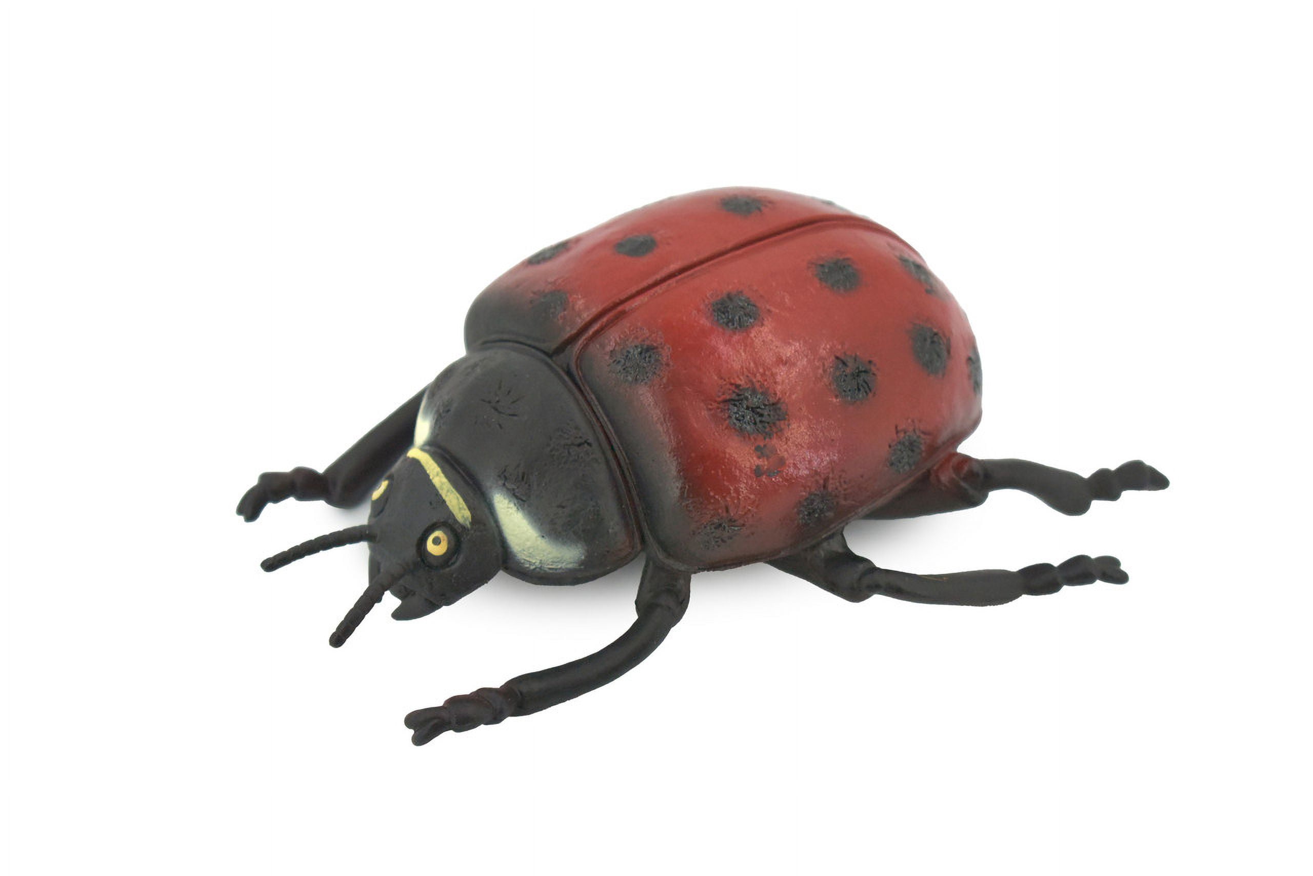 Ladybug, Beetle, Coccinellidae, Lady bug, Rubber Insect, Educational ...