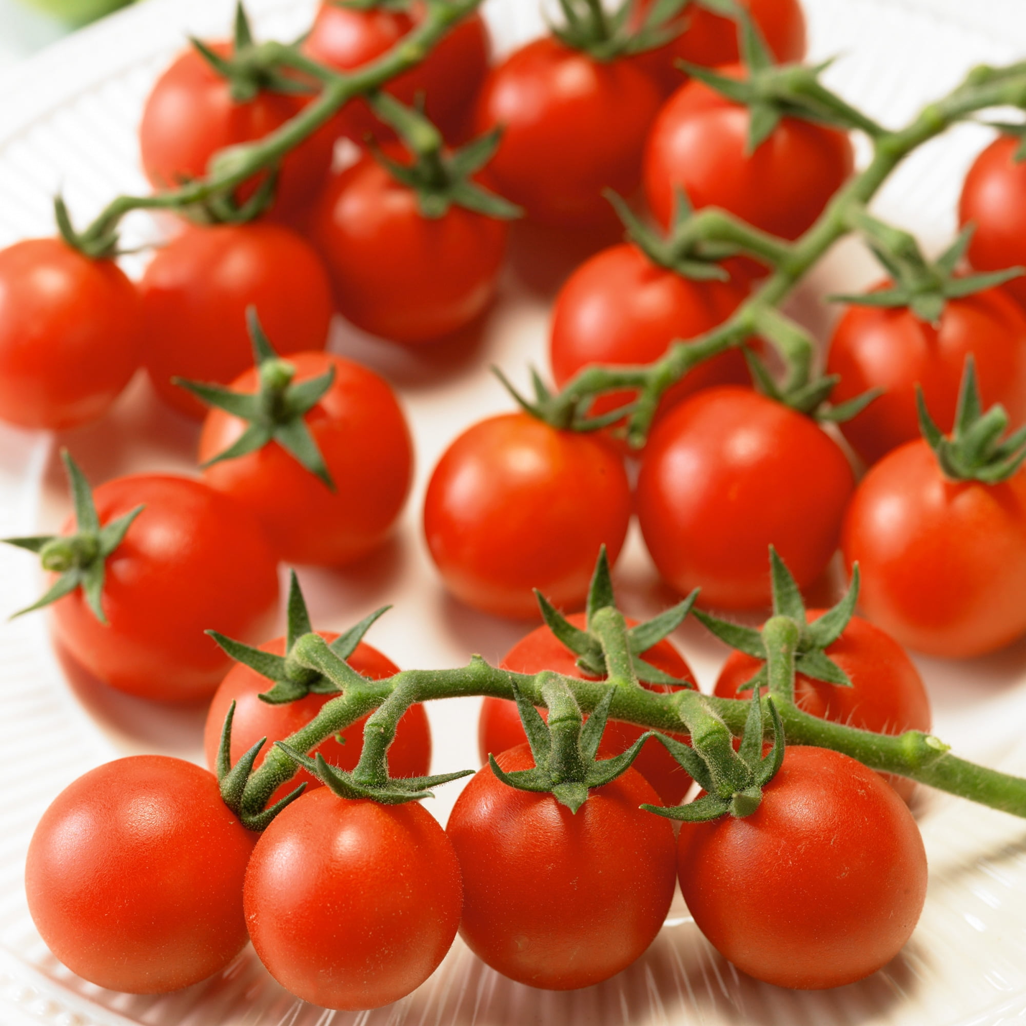 Ladybug Imp. F1 Hybrid Tomato Seeds - 300 Mg Packet ~70 Seeds - Non-GMO ...