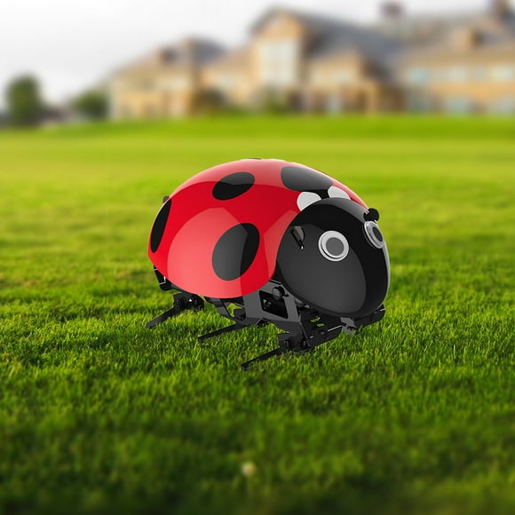 Ladybug Car