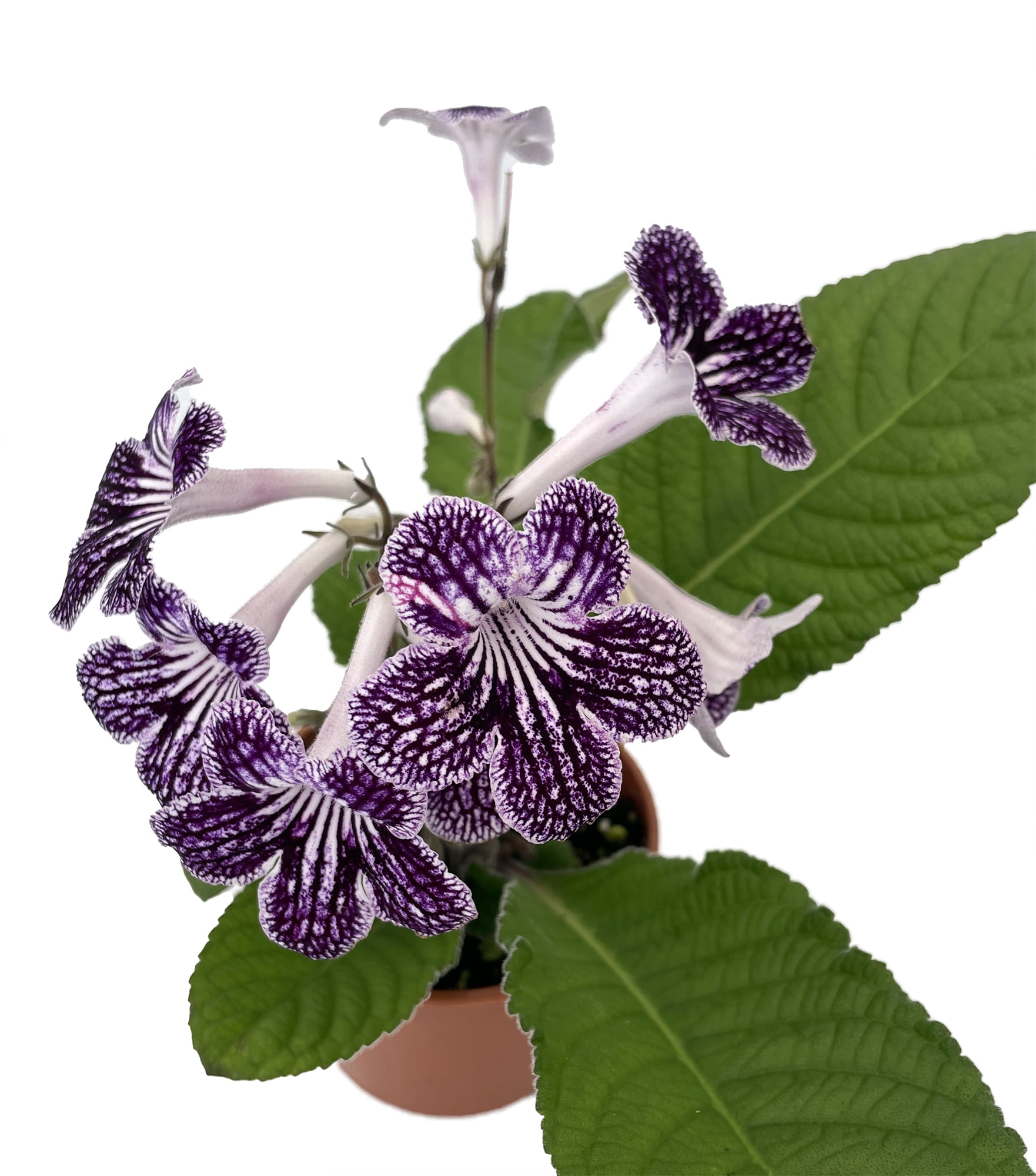 Ladyslippers® Grape Ice Streptocarpus - 4" Pot - Collector's Series ...