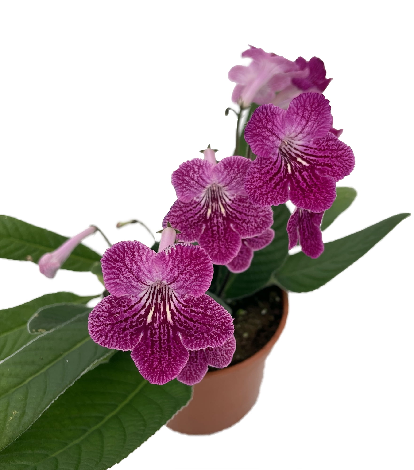 Ladyslippers¬Æ Strawberry Ice Streptocarpus - 4" Pot - Collector's ...
