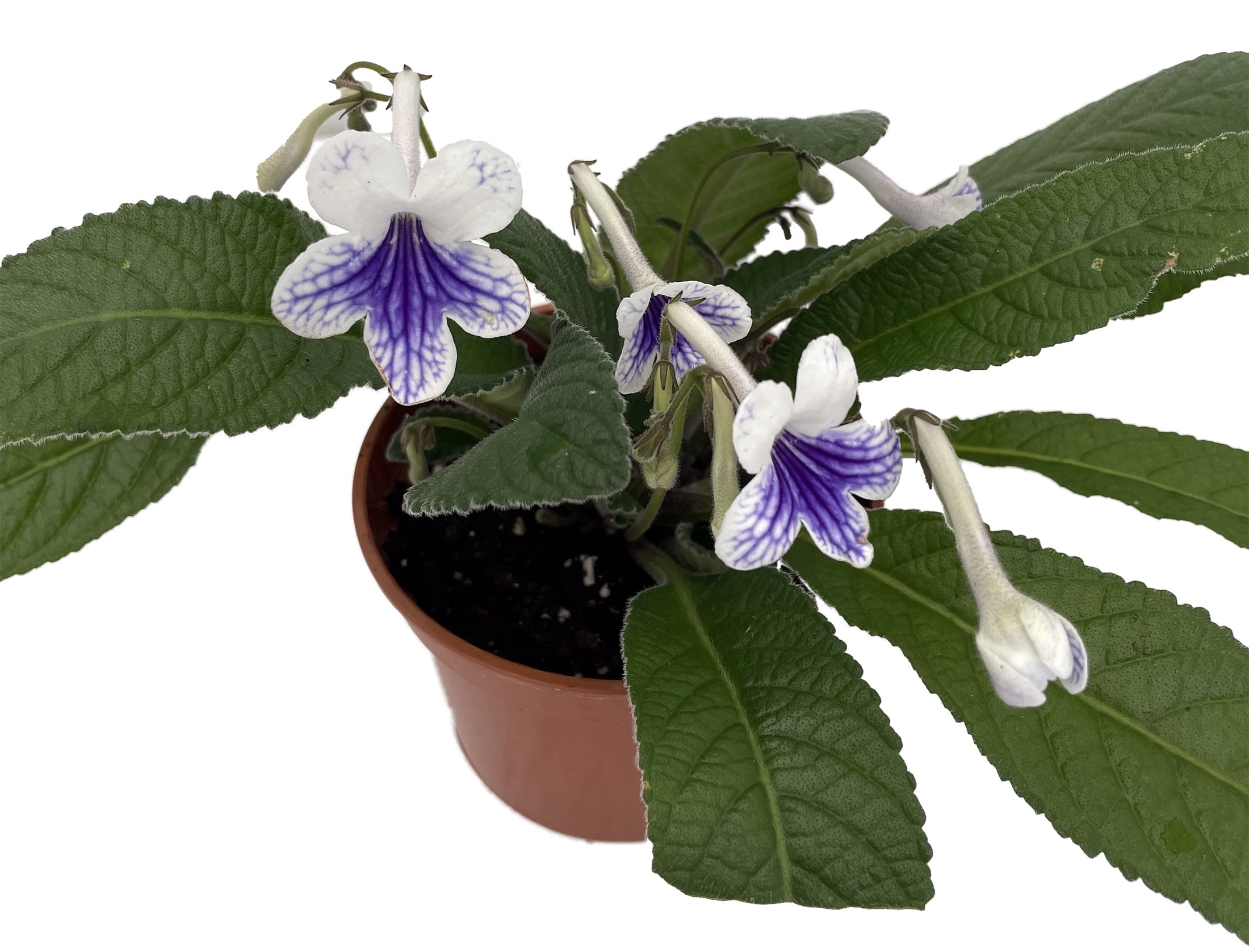 Ladyslippers® White Ice Streptocarpus - 4" Pot - Collector's Series ...