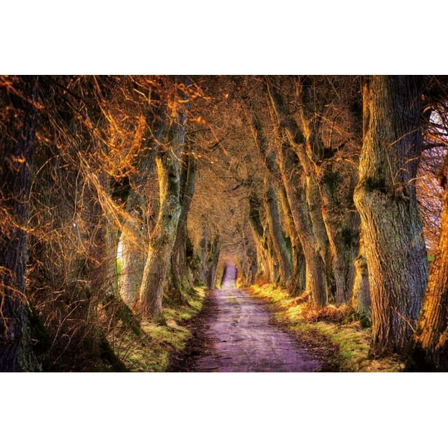 Laeacco Autumn Fallen Leaves Trees Sunshine Photography Backdrops ...