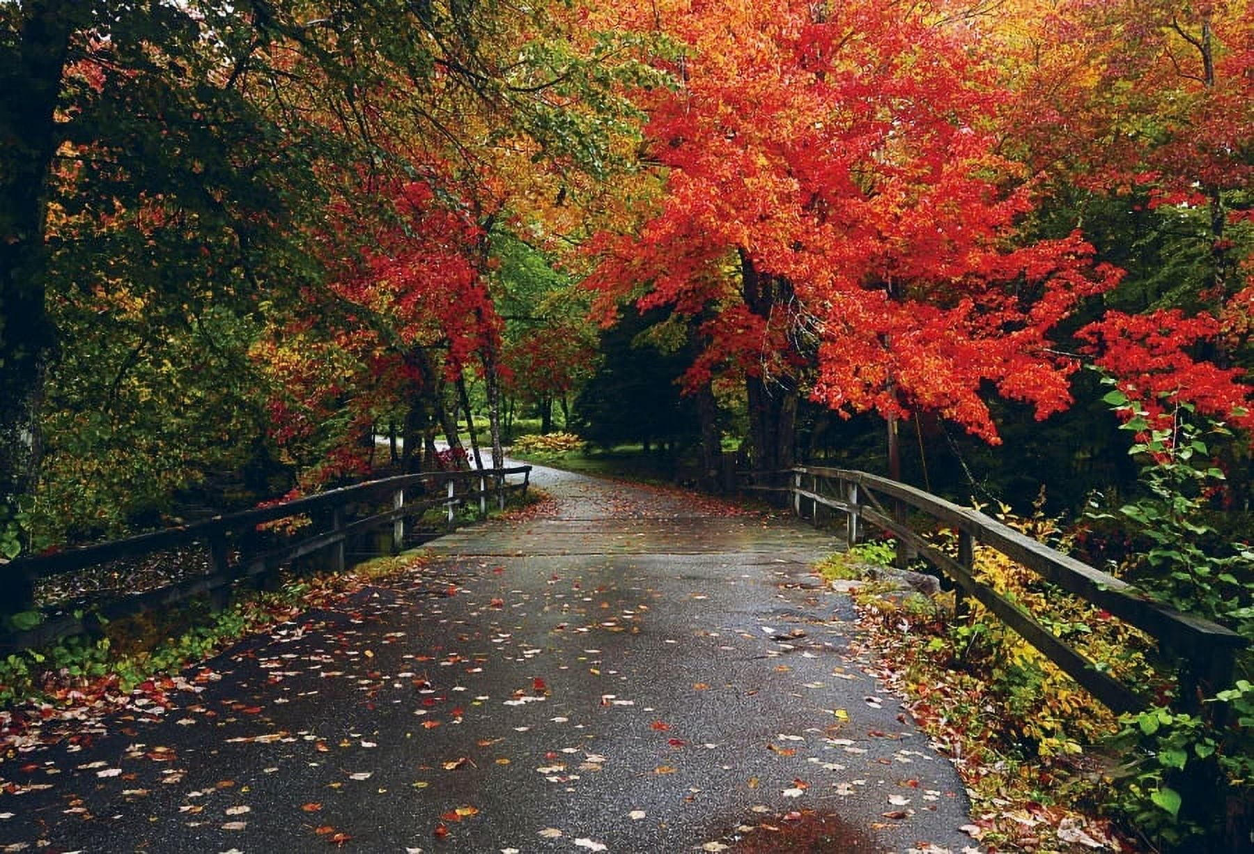 Laeacco Autumn Fallen Leaves Trees Sunshine Photography Backdrops ...