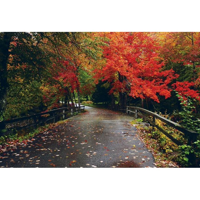 Laeacco Autumn Fallen Leaves Trees Sunshine Photography Backdrops ...
