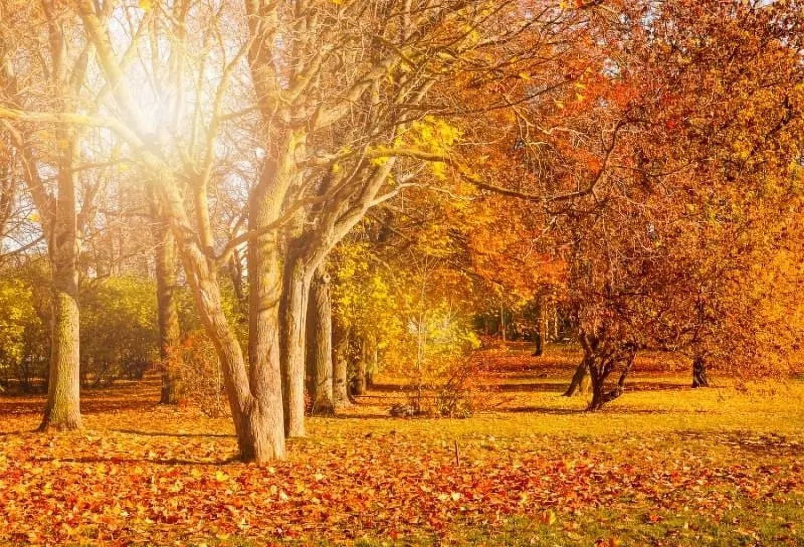 Laeacco Autumn Fallen Leaves Trees Sunshine Photography Backdrops ...