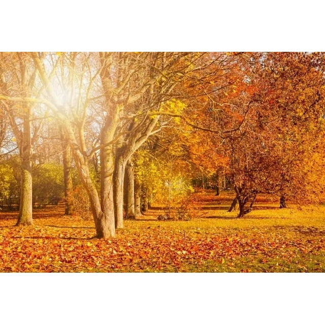 Laeacco Autumn Fallen Leaves Trees Sunshine Photography Backdrops ...