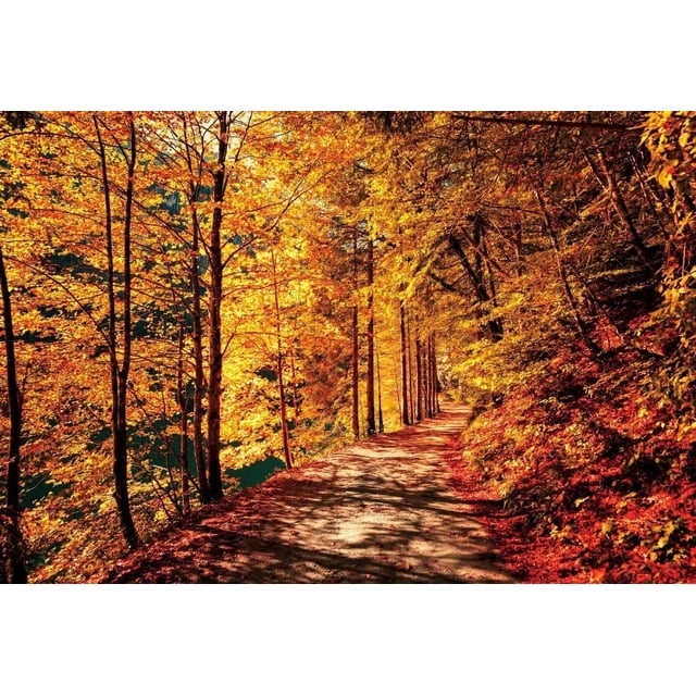 Laeacco Autumn Fallen Leaves Trees Sunshine Photography Backdrops ...