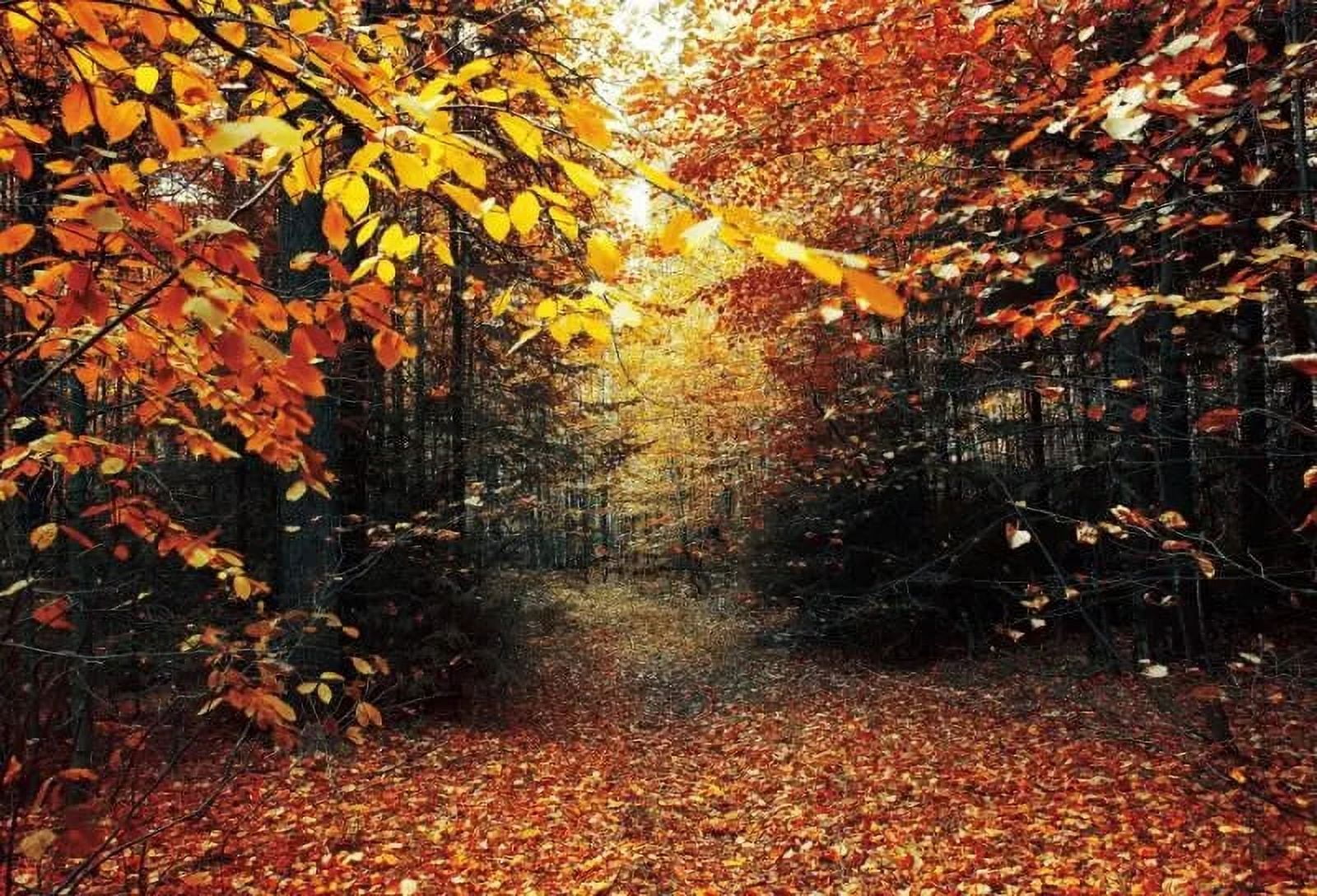 Laeacco Autumn Fallen Leaves Trees Sunshine Photography Backdrops ...