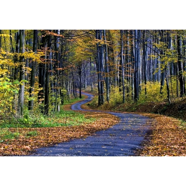 Laeacco Autumn Fallen Leaves Trees Sunshine Photography Backdrops ...