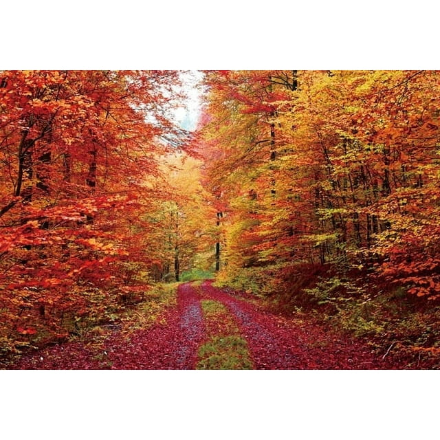 Laeacco Autumn Fallen Leaves Trees Sunshine Photography Backdrops ...