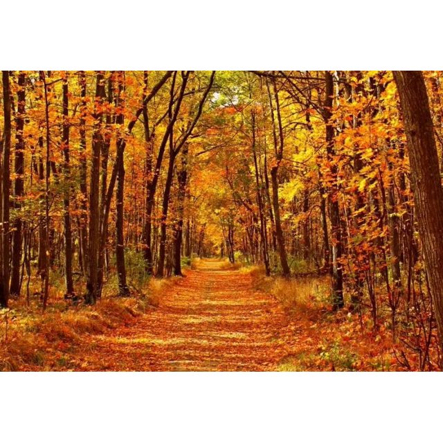 Laeacco Autumn Fallen Leaves Trees Sunshine Photography Backdrops ...