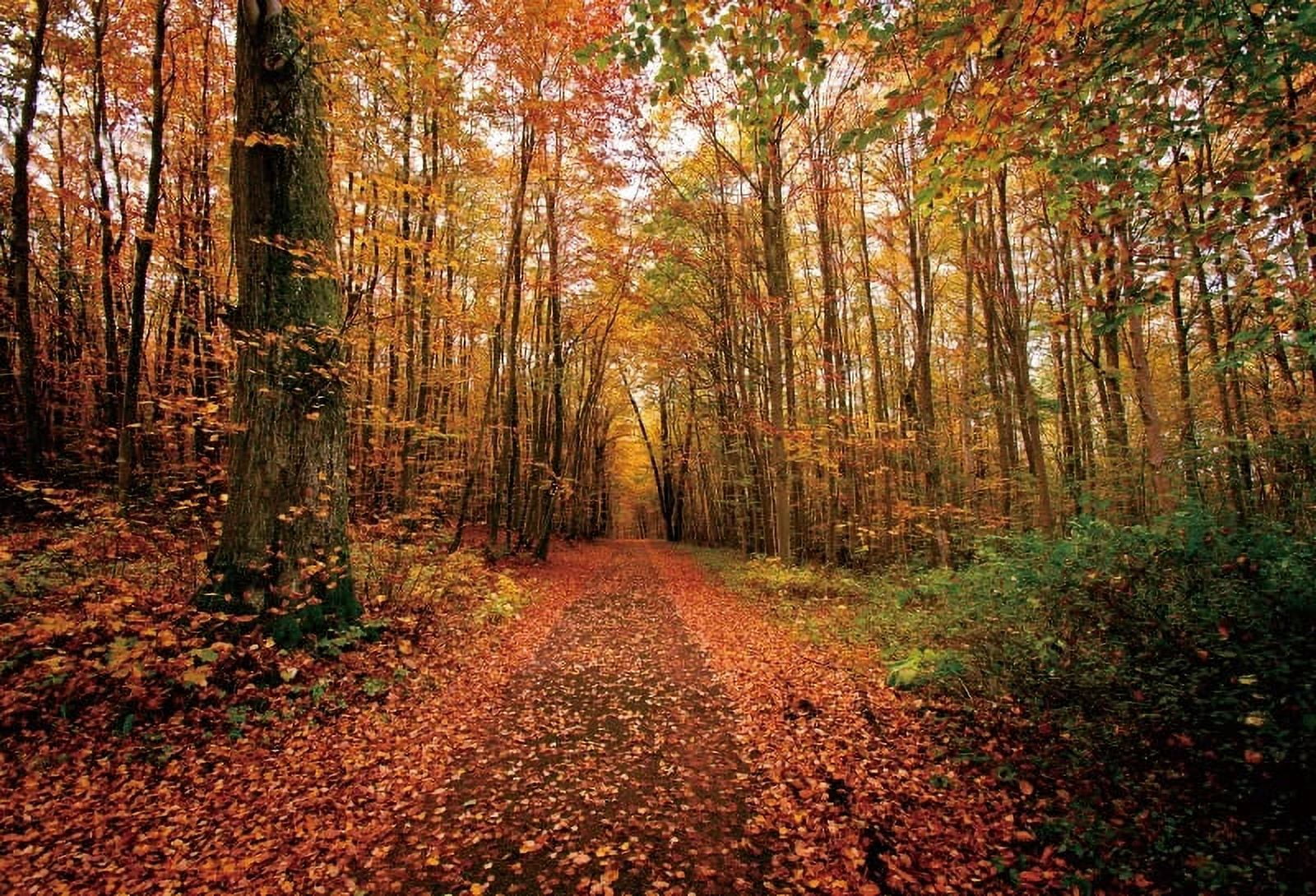 Laeacco Autumn Fallen Leaves Trees Sunshine Photography Backdrops ...
