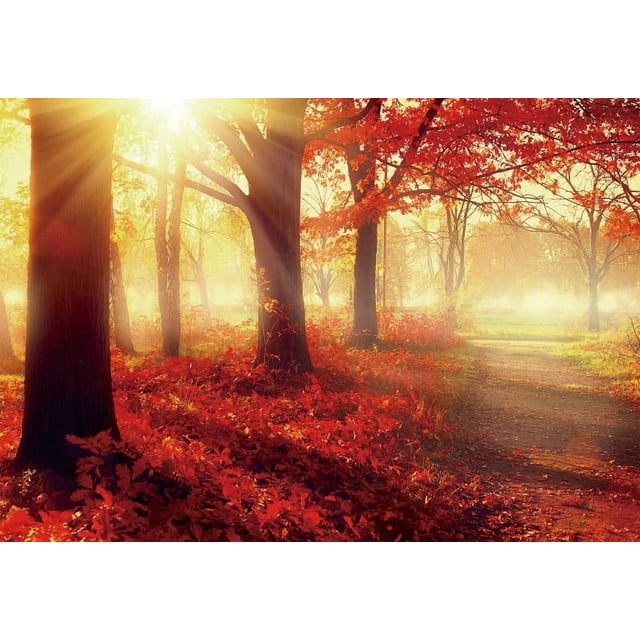 Laeacco Autumn Fallen Leaves Trees Sunshine Photography Backdrops ...