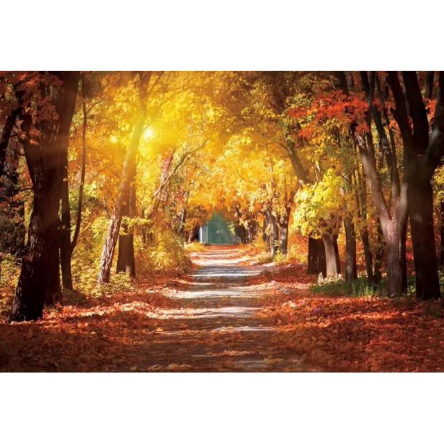 Laeacco Autumn Fallen Leaves Trees Sunshine Photography Backdrops ...