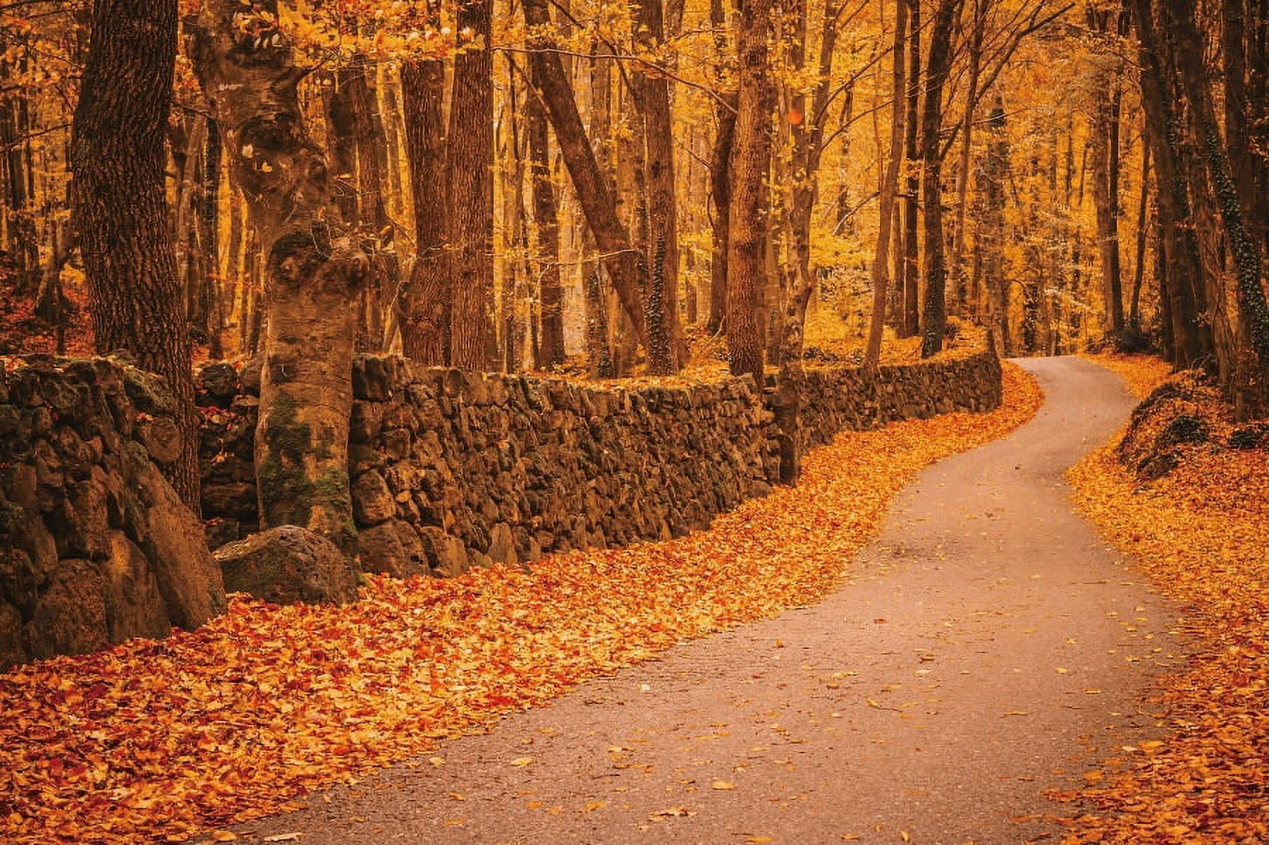 Laeacco Autumn Fallen Leaves Trees Sunshine Photography Backdrops ...