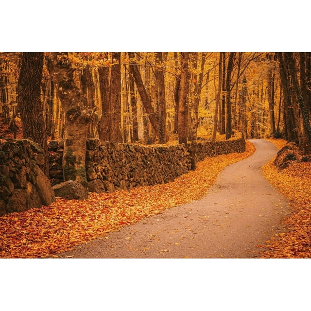 Laeacco Autumn Fallen Leaves Trees Sunshine Photography Backdrops ...