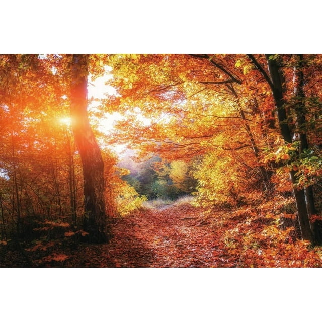 Laeacco Autumn Fallen Leaves Trees Sunshine Photography Backdrops ...